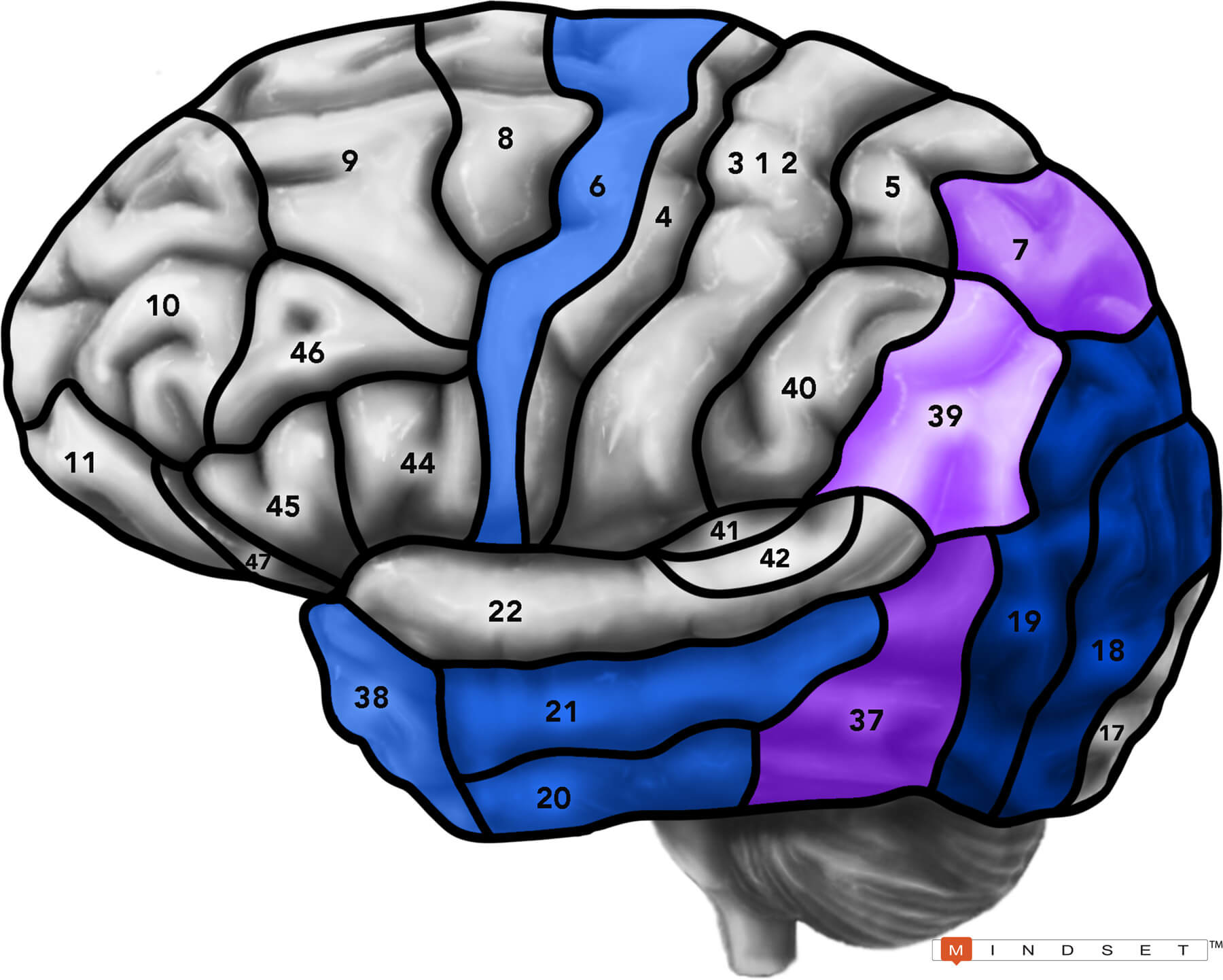Diffusion Tensor Imaging MRI Scan • American Health Imaging